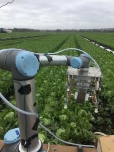Vegebot robot applies machine learning to harvest lettuce