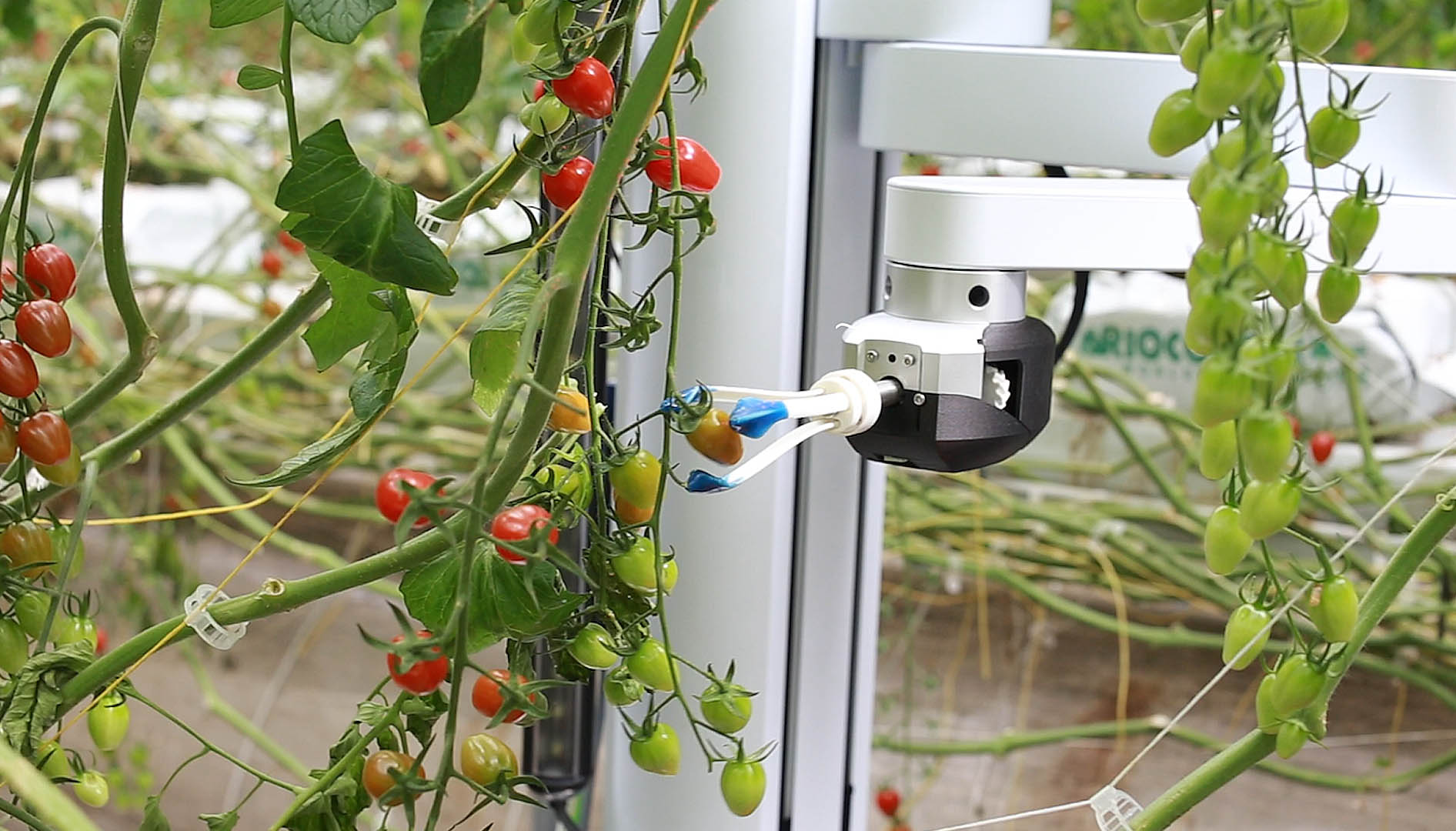 Root AI raises seed funding for Virgo robot to harvest multiple crops