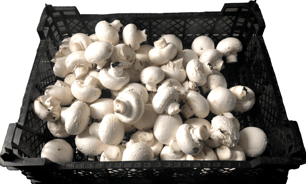 Mushroom harvesting robots a step to revolutionizing the food system